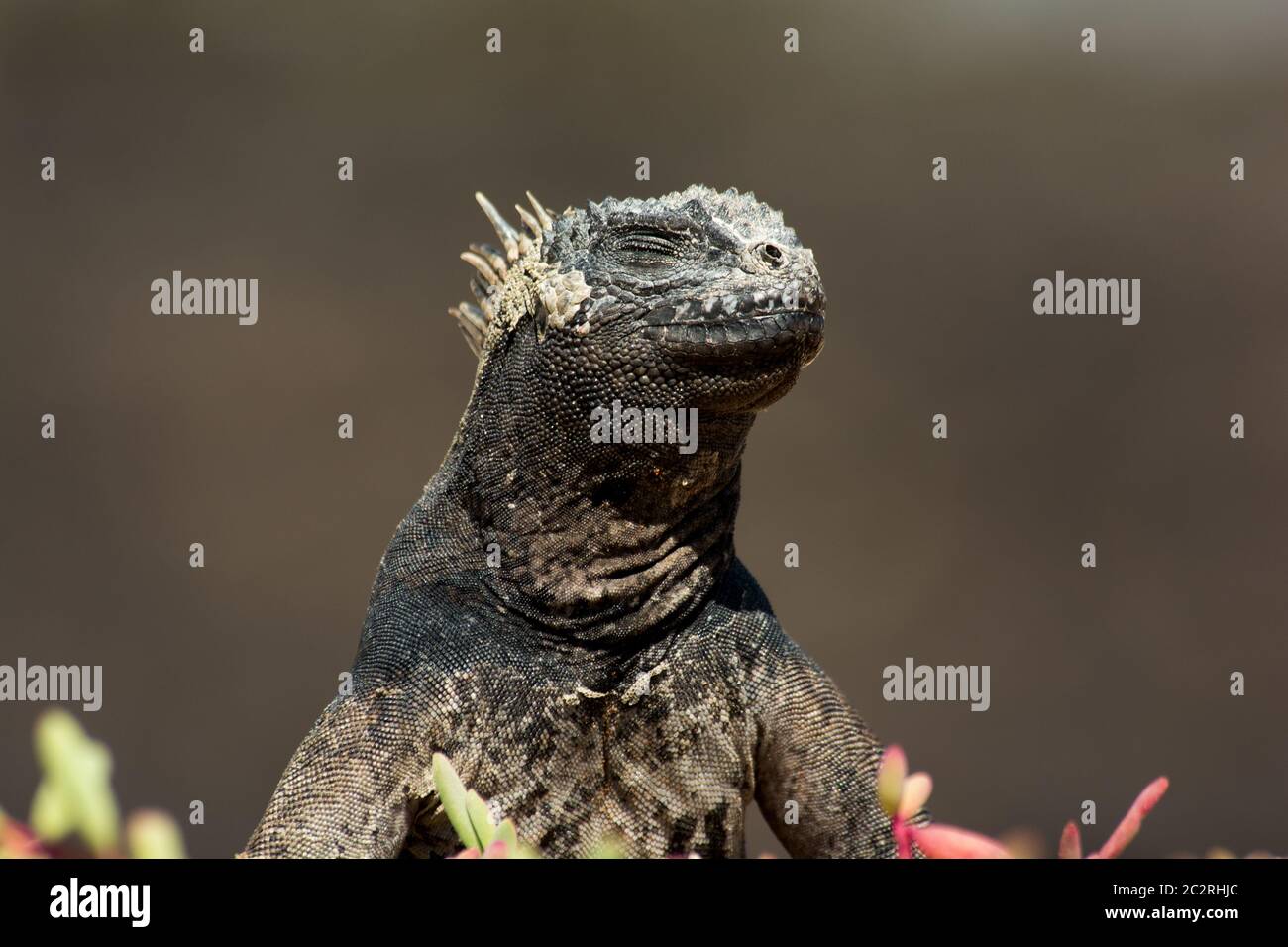 Marine iguana on the rocky lava shore off Dragon Hill on Santa Cruz at ...