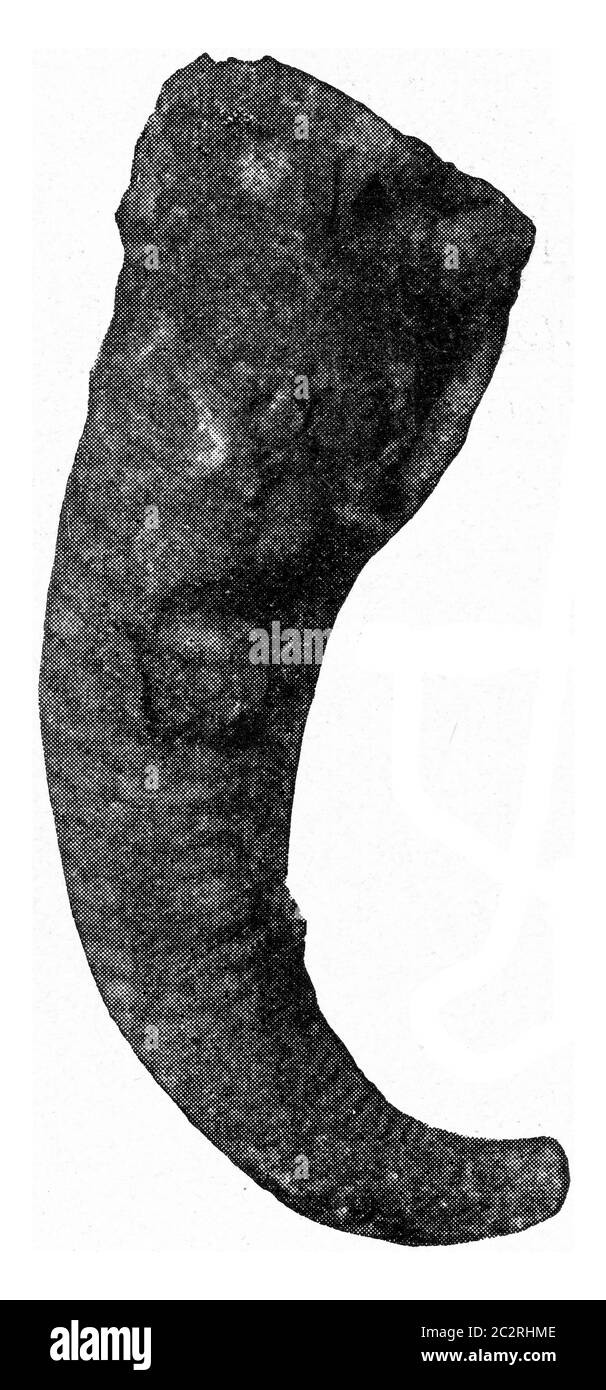 Engraved extinct zoology Cut Out Stock Images & Pictures - Alamy