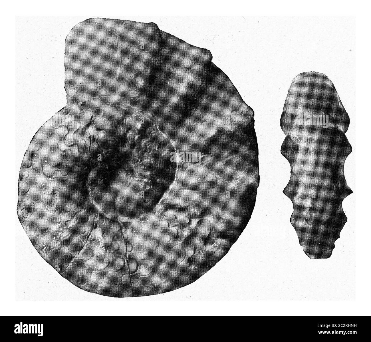 Ceratites nodosus, Ammonite of the German muschelkalk, vintage engraved ...