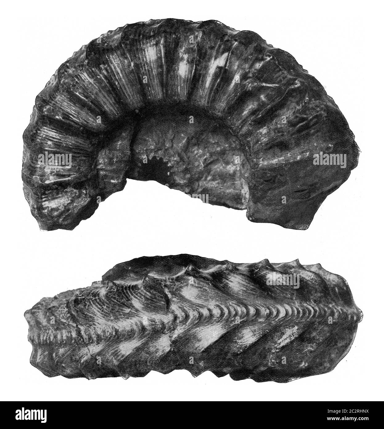 Fragment of an ammonite shell, vintage engraved illustration. From the ...