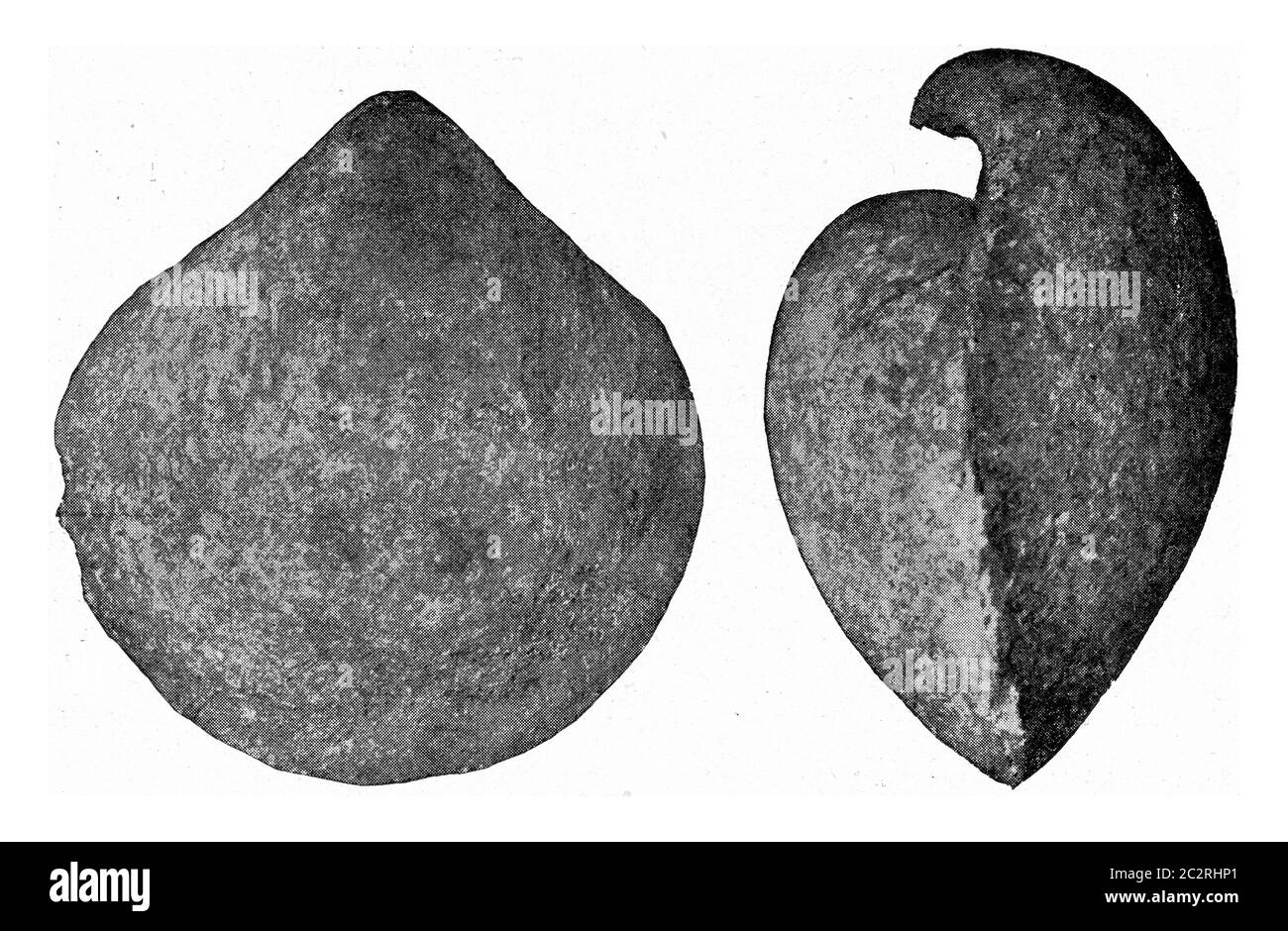 Stringocephalus, fossil brachipode of the Devonian, vintage engraved ...