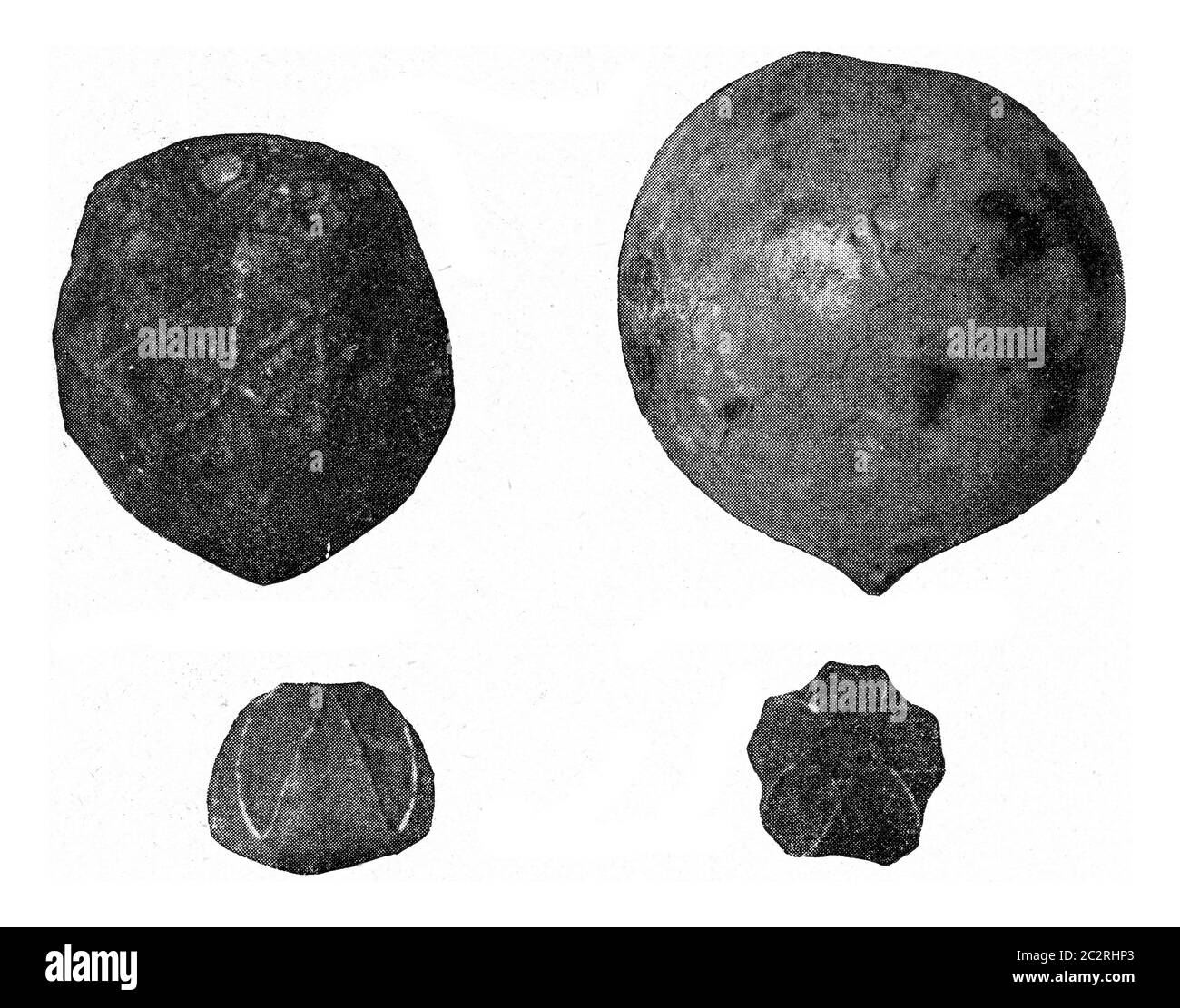 Carboniferous fauna hi-res stock photography and images - Alamy