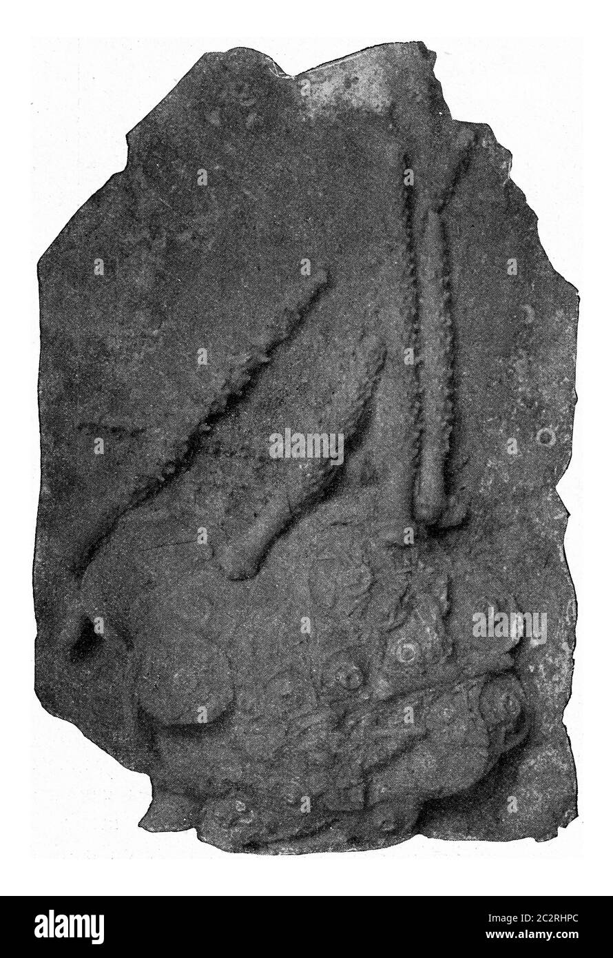 Paleozoic fauna hi-res stock photography and images - Alamy