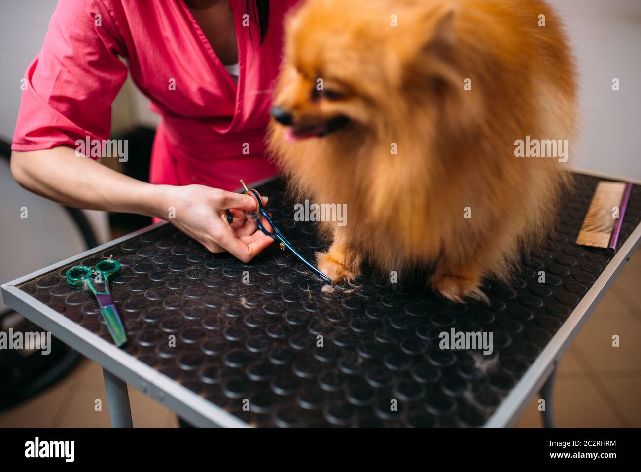 Pet groomer hands cuts with scissors claws of a dog, puppy washing in ...