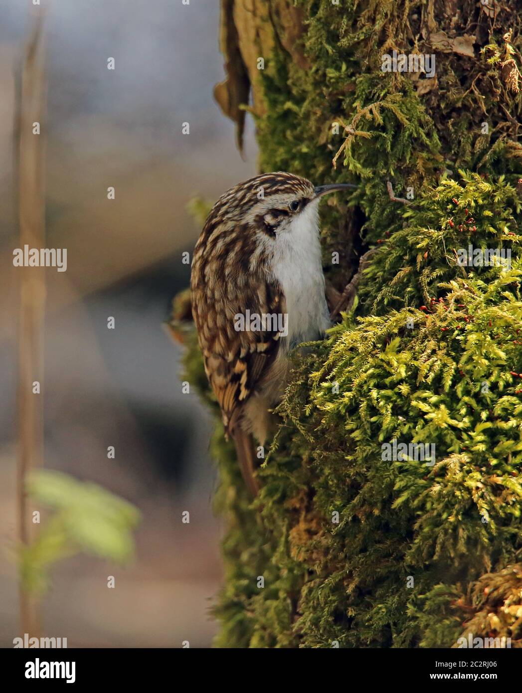 Tree runner hi-res stock photography and images - Alamy