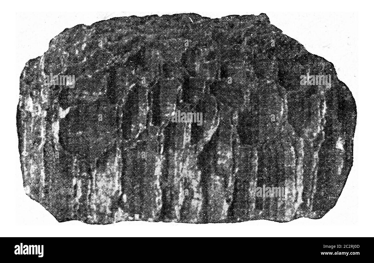 Silurian coral fossil hi-res stock photography and images - Alamy