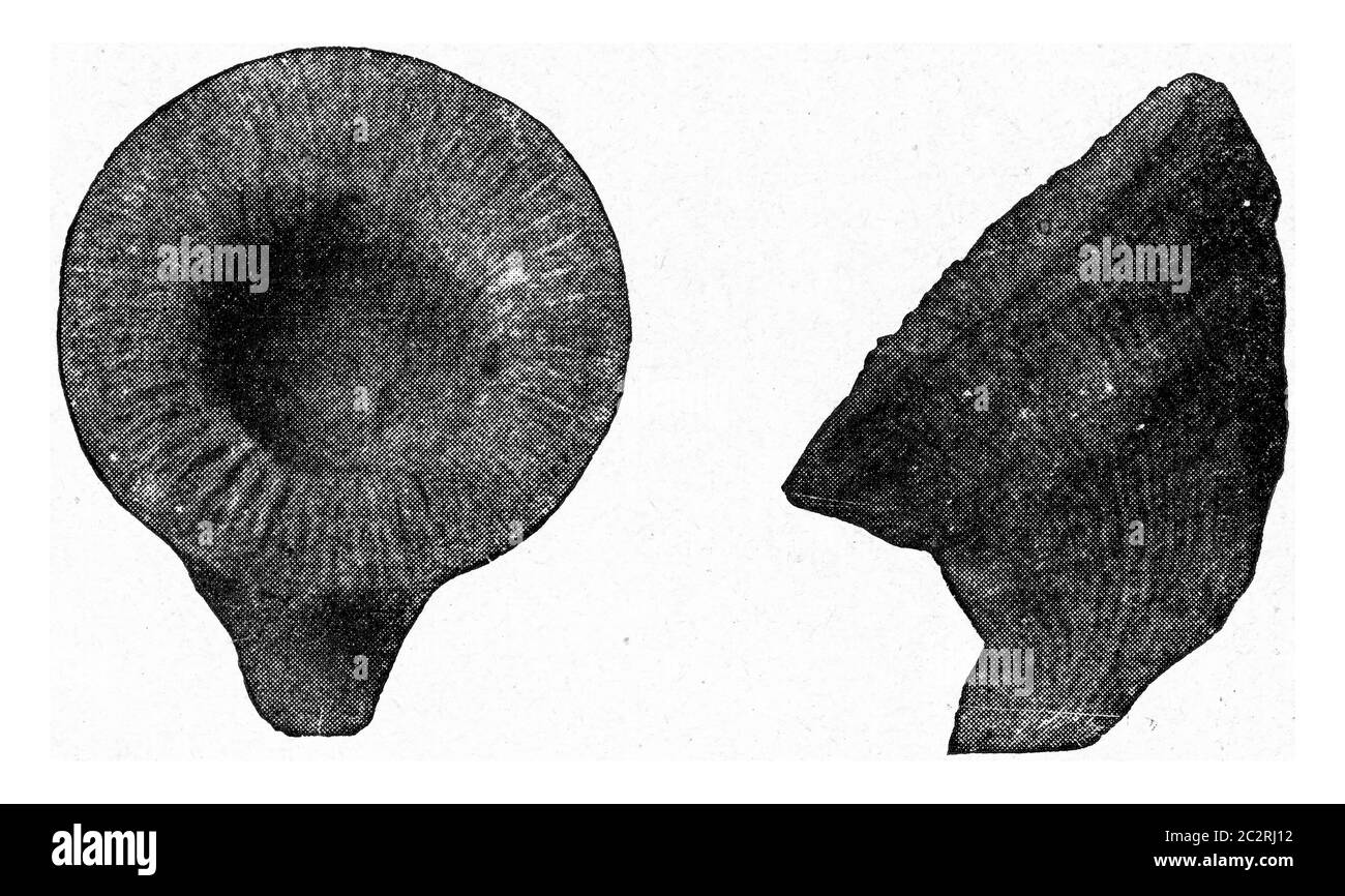 Cyathophyllum of the Devonian, vintage engraved illustration. From the ...