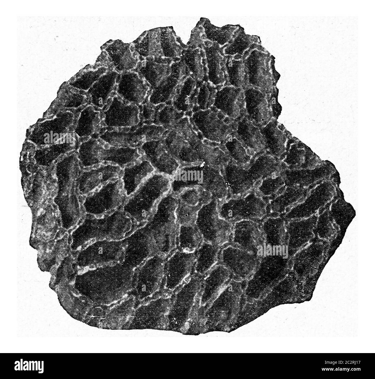 Halysites seen from above, vintage engraved illustration. From the ...