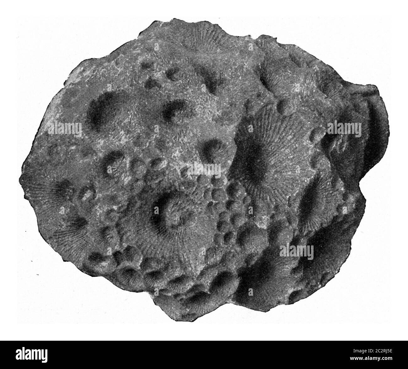 Devonian coral hi-res stock photography and images - Alamy