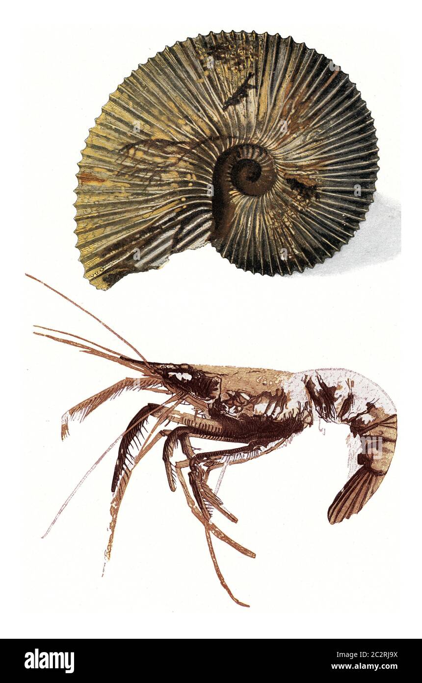 Illustration of crayfish hi-res stock photography and images - Alamy