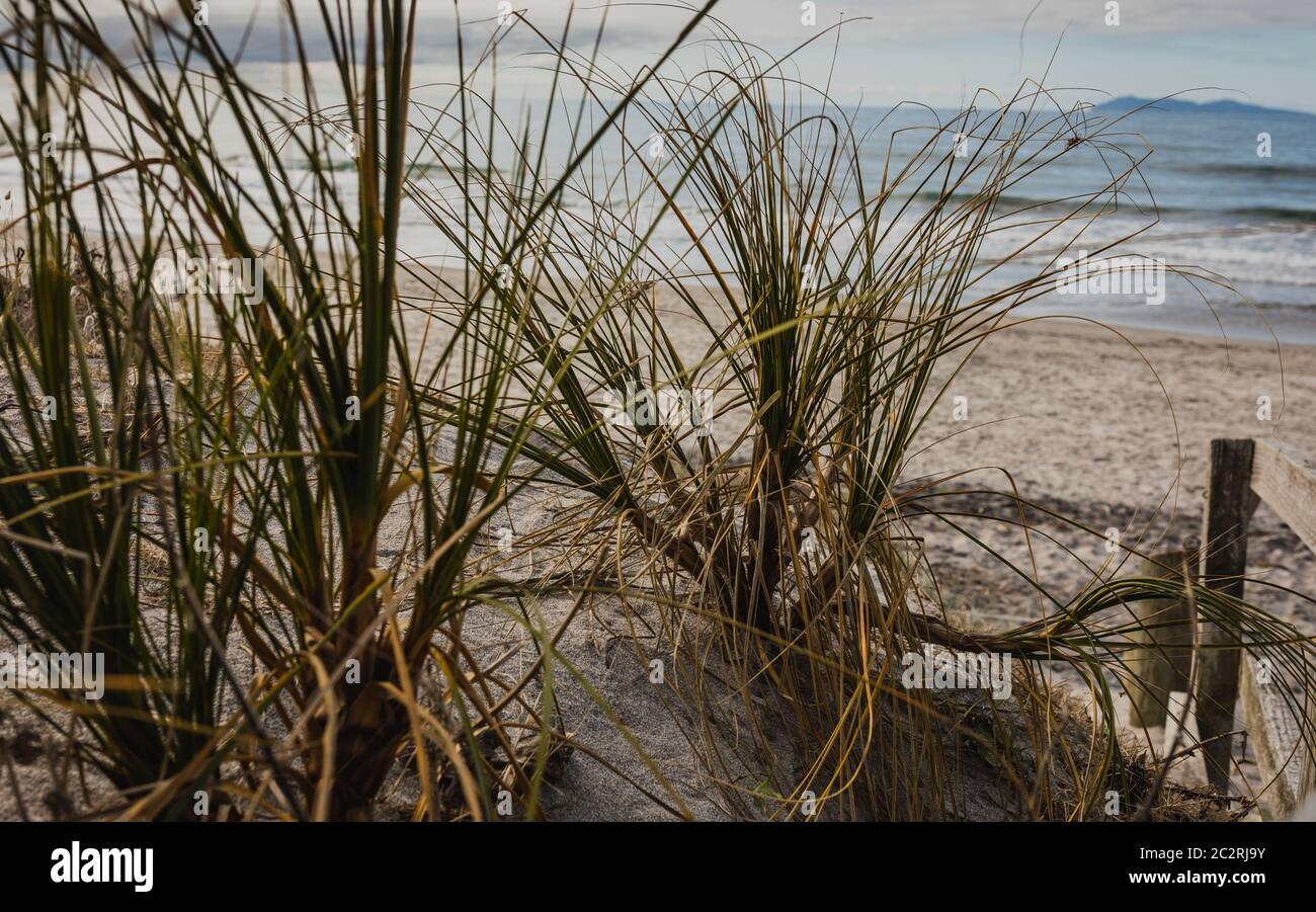 Summer scene dunes on beach hi-res stock photography and images - Alamy