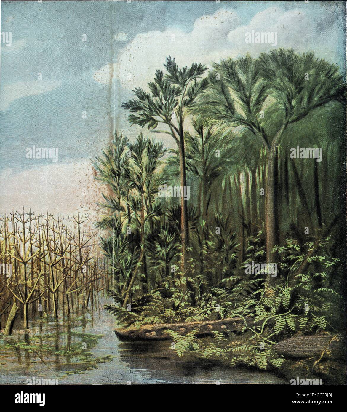Appearance of the vegetation of a mid-Carboniferous landscape with the ...