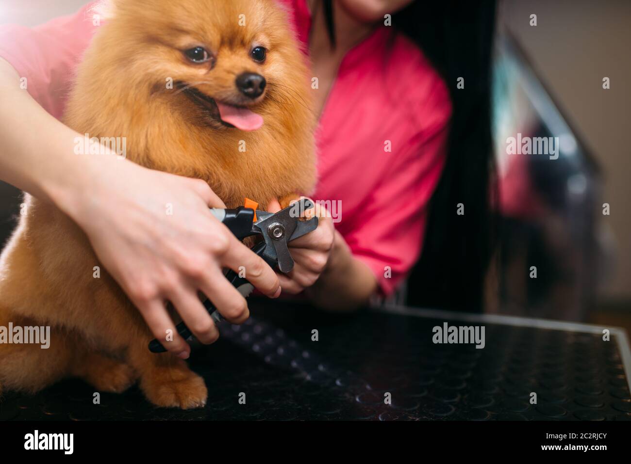 Pet groomer hands cuts with clippers claws of a dog, puppy washing in ...