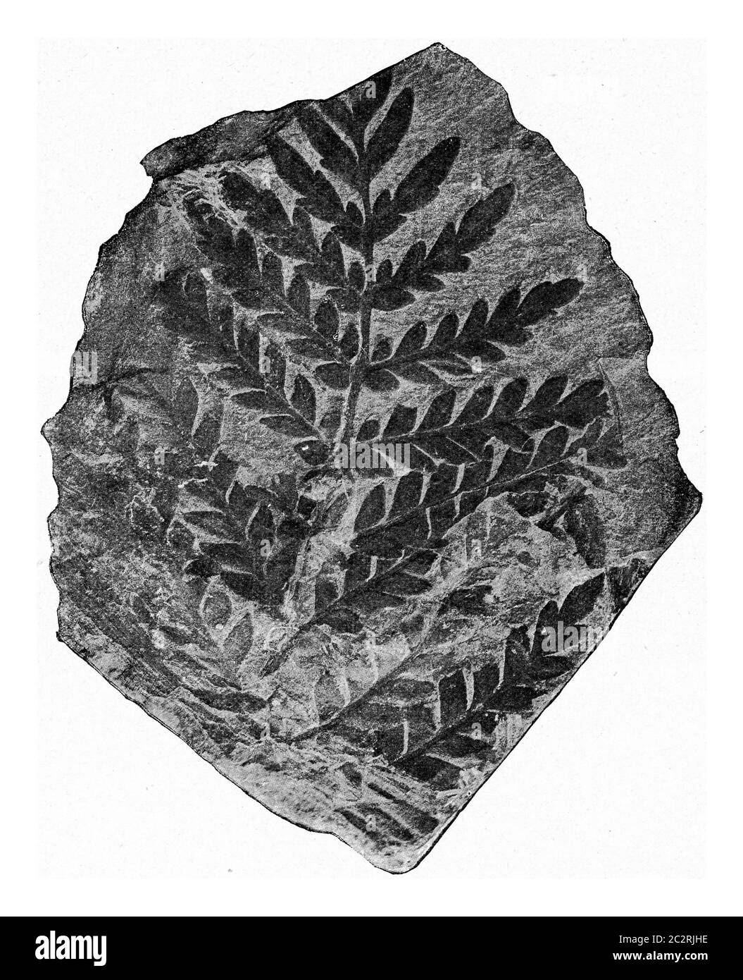 Fossil fern coal Cut Out Stock Images & Pictures - Alamy