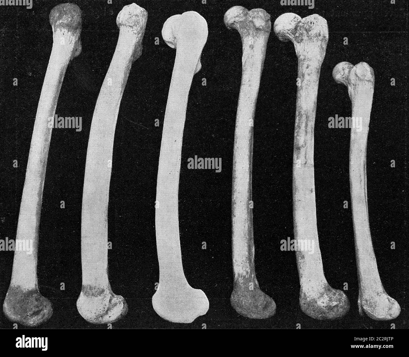 Comparative table of femurs of a European, an Australian, Neanderthal ...