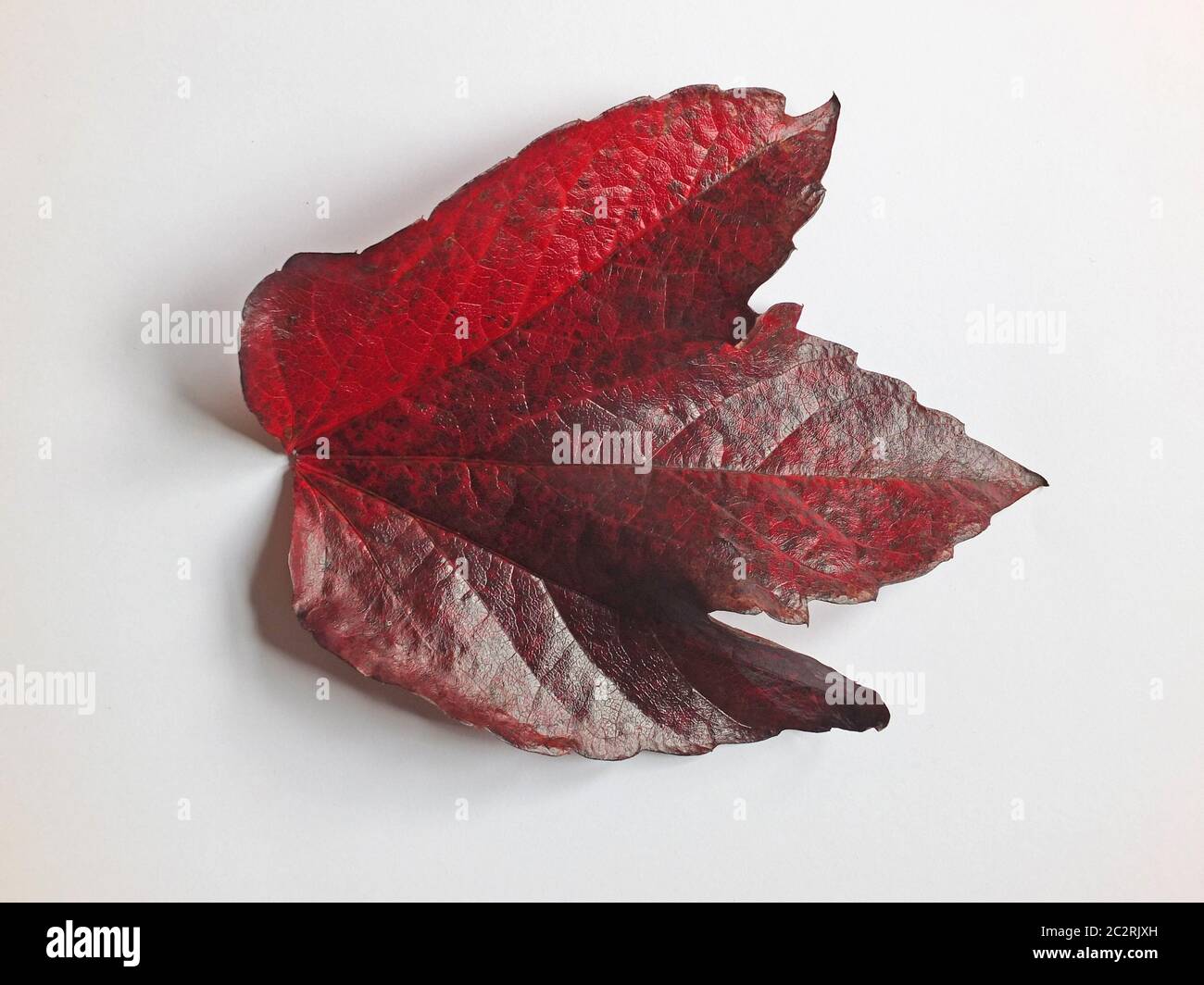 a single shiny scarlet boston ivy leaf isolated on a white background ...