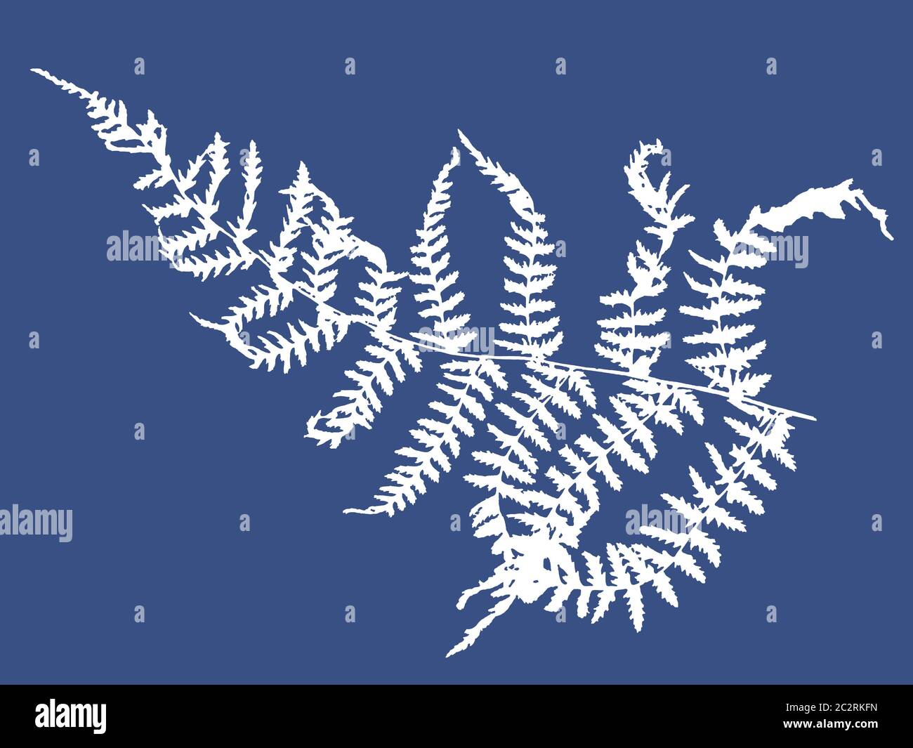 Fern outline hi-res stock photography and images - Alamy
