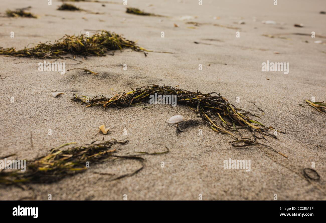 Seaweed on a wet beach hi-res stock photography and images - Alamy