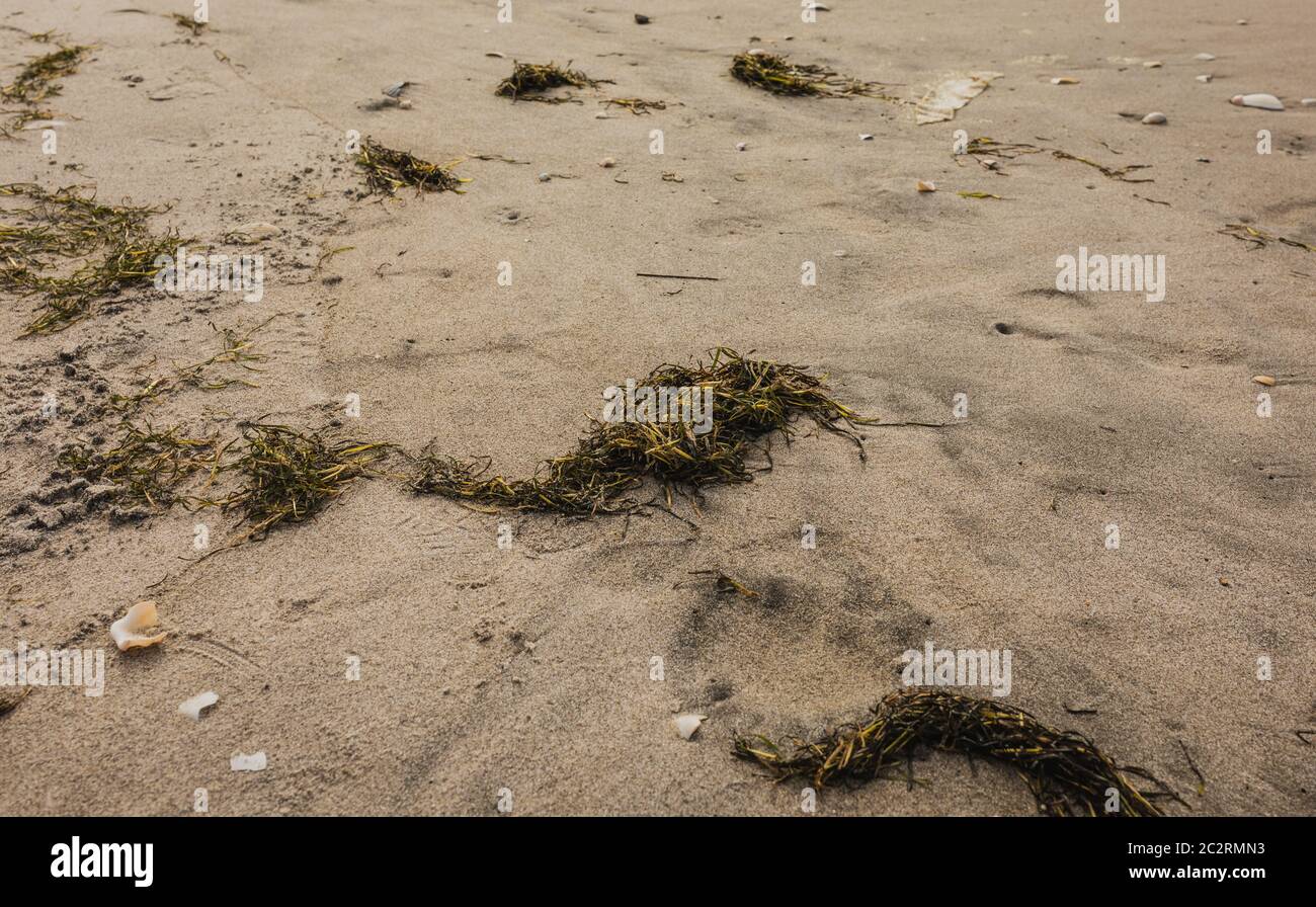 Shells seaweed on beach atlantic hi-res stock photography and images ...