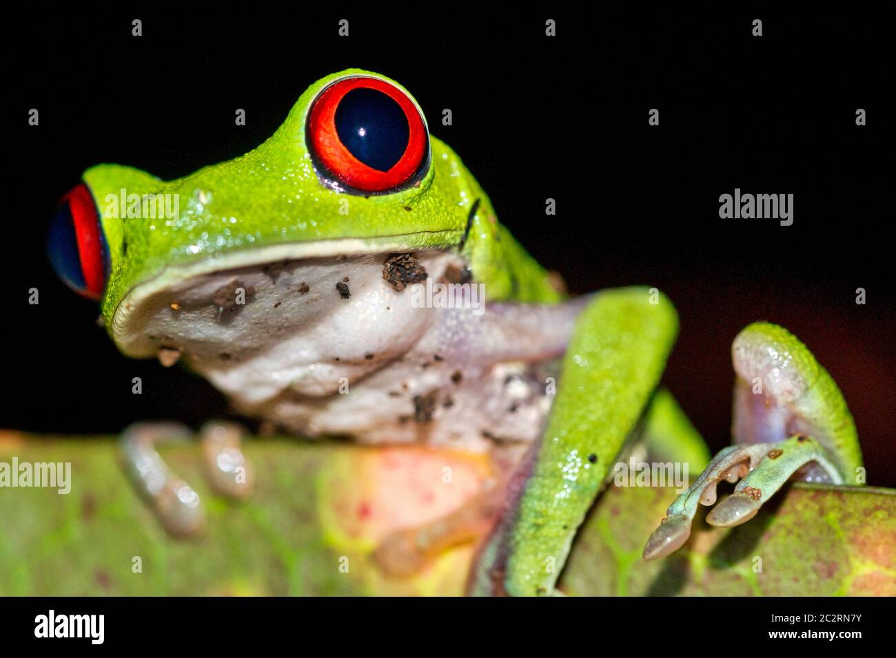 Red-eyed Tree Frog, Agalychnis callidryas, Tropical Rainforest ...