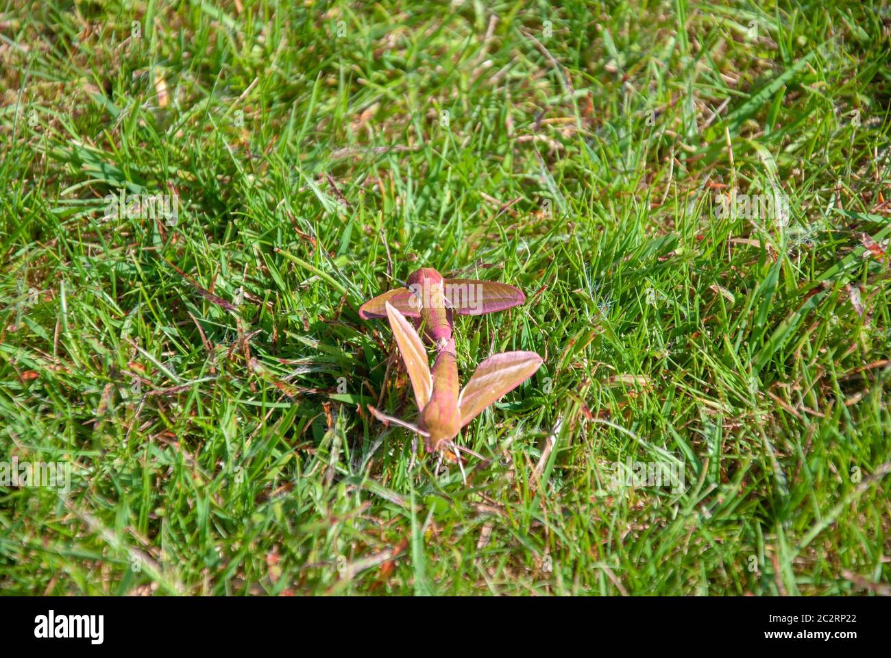 Two Elephant Hawk-Moths Mating on the Grass close up landscape view of ...