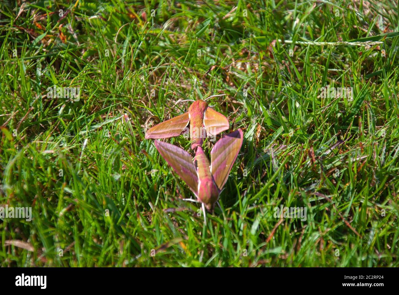 Two Elephant Hawk-Moths Mating on the Grass close up landscape view of ...