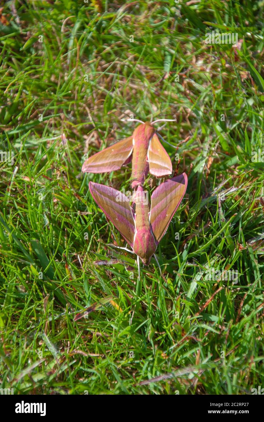 Two Elephant Hawk-Moths Mating on the Grass close up portrait view of a ...