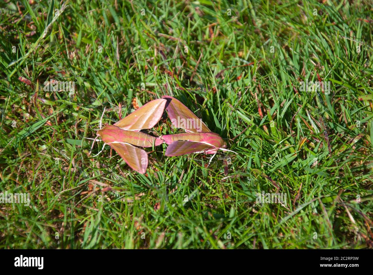 Two Elephant Hawk-Moths Mating on the Grass close up landscape view of ...