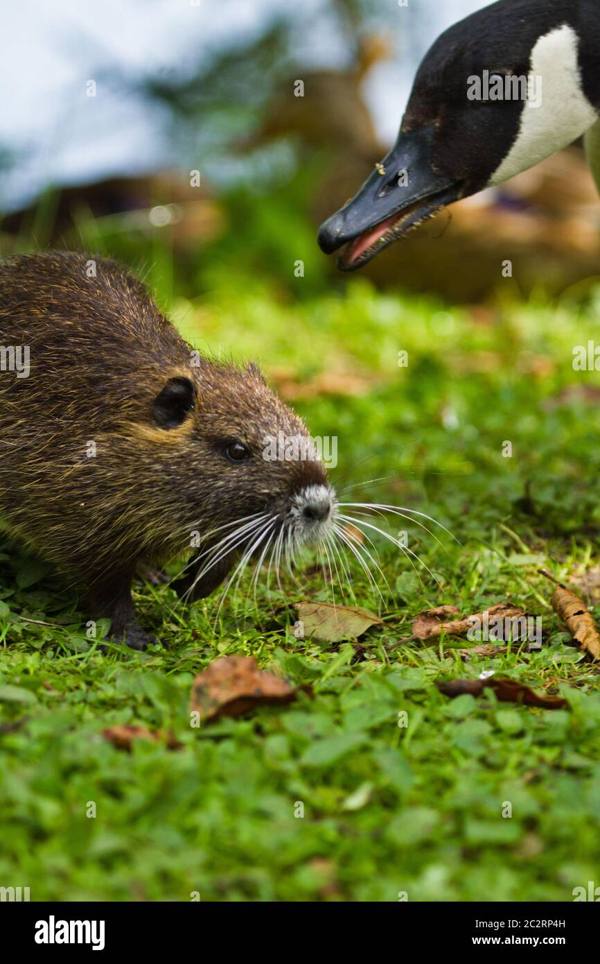 Myocastorinae hi-res stock photography and images - Alamy