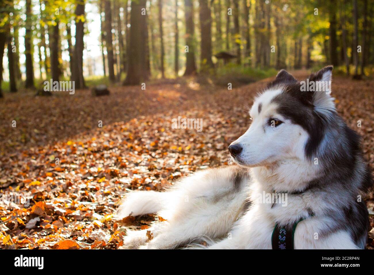 Husky, Siberian Husky Stock Photo - Alamy
