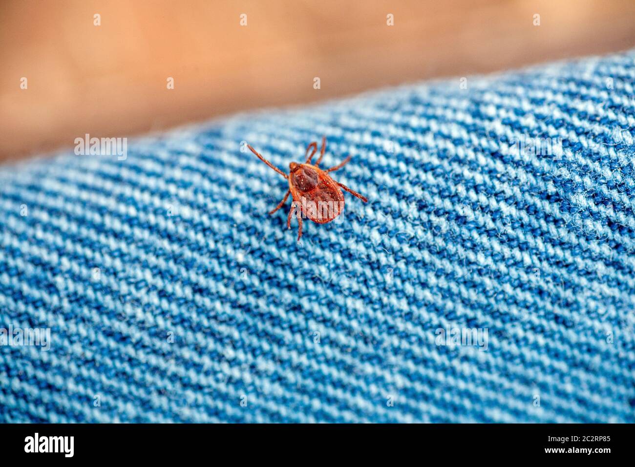 A true ixodid mite blood sucking parasite carrying the acarid disease ...