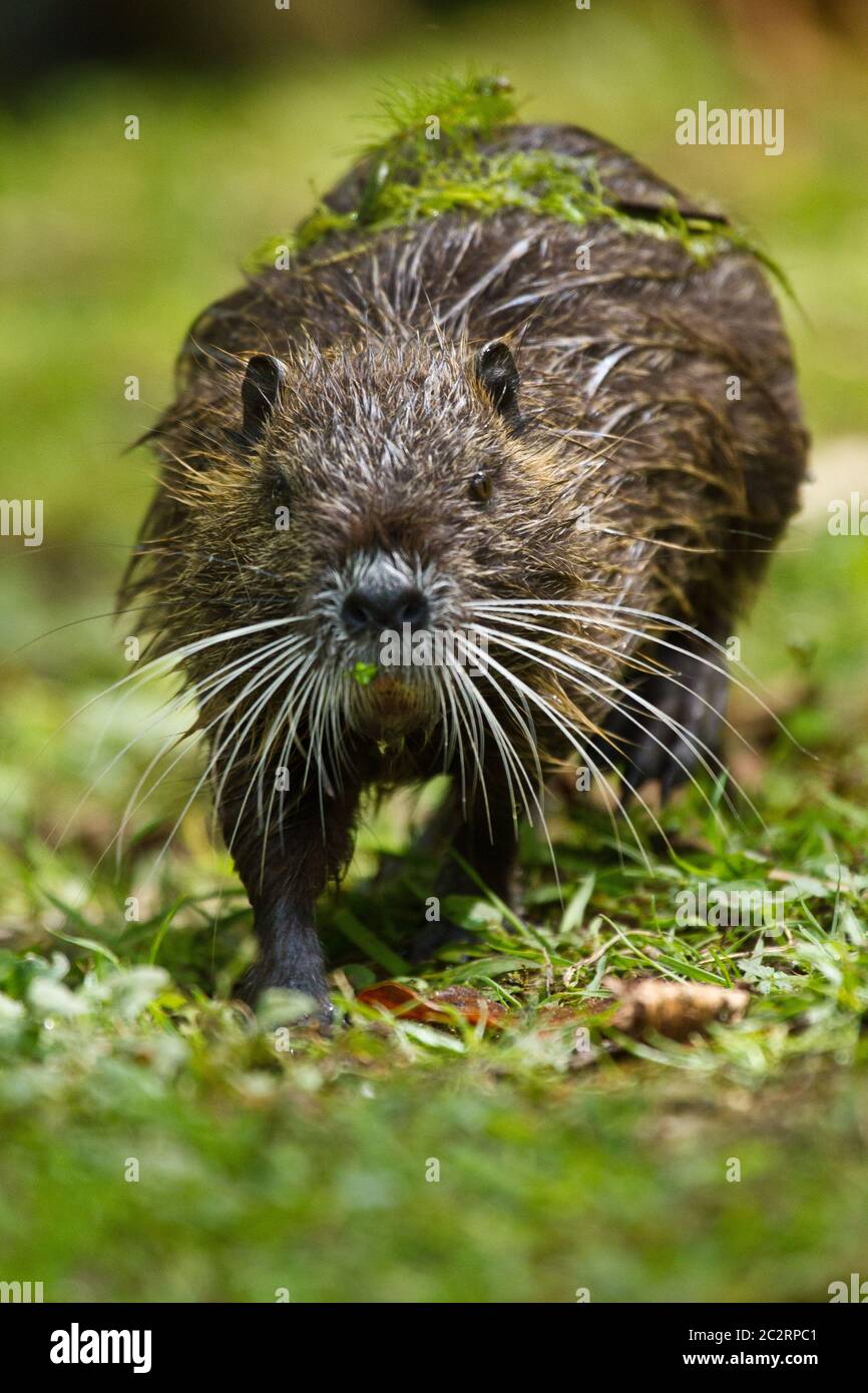 Coypu (Myocastor coypus Stock Photo - Alamy