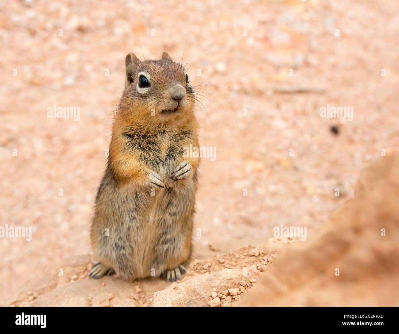 Ground squirell on sandy soil background. Rodent theme Stock Photo - Alamy