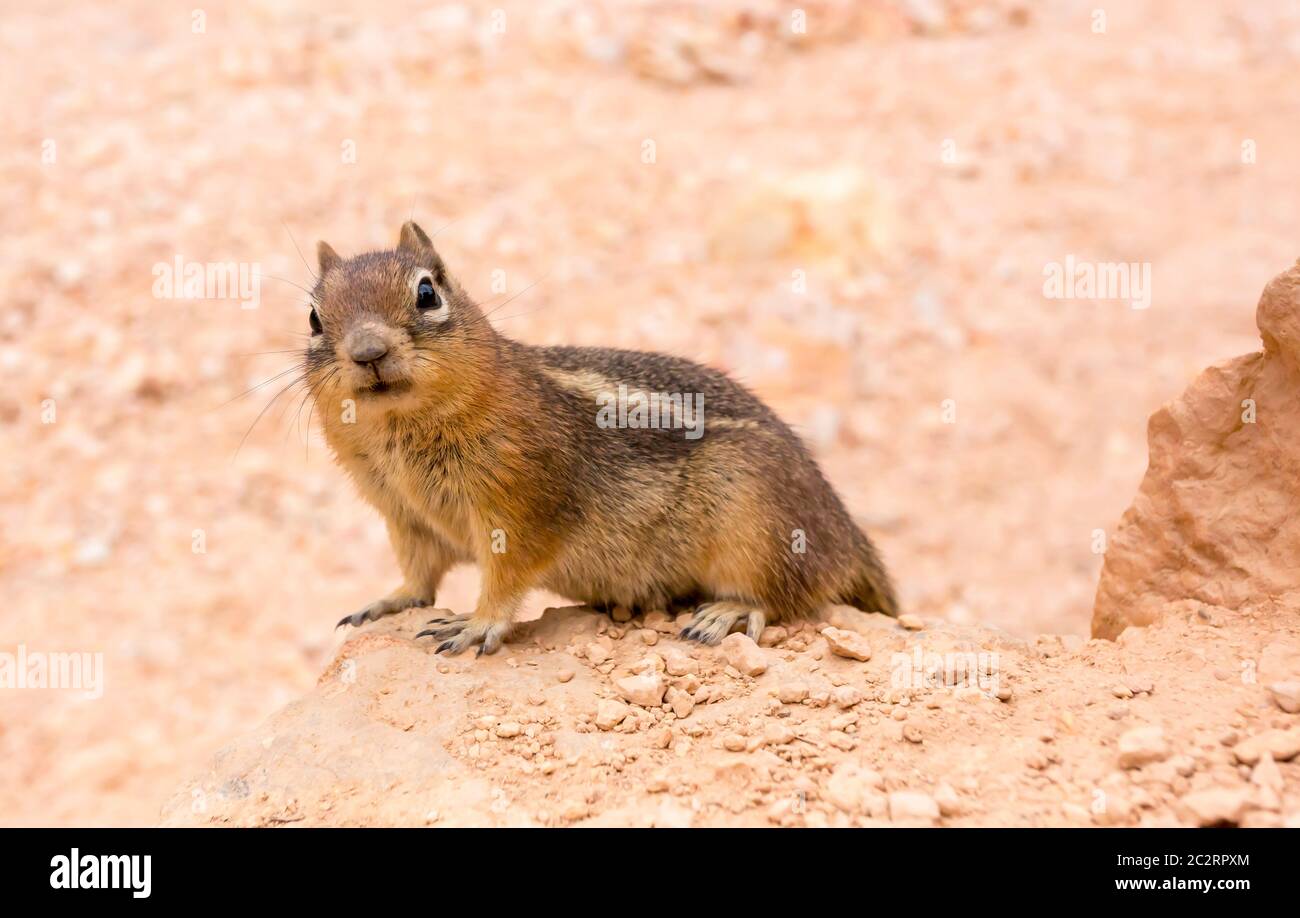 Ground squirell on sandy soil background. Rodent theme Stock Photo - Alamy
