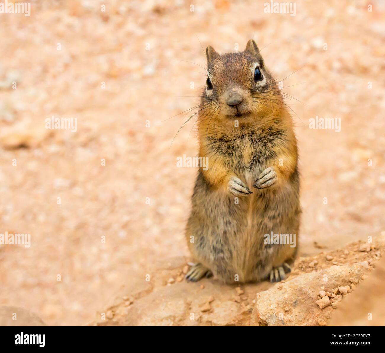 Ground squirell on sandy soil background. Rodent theme Stock Photo - Alamy