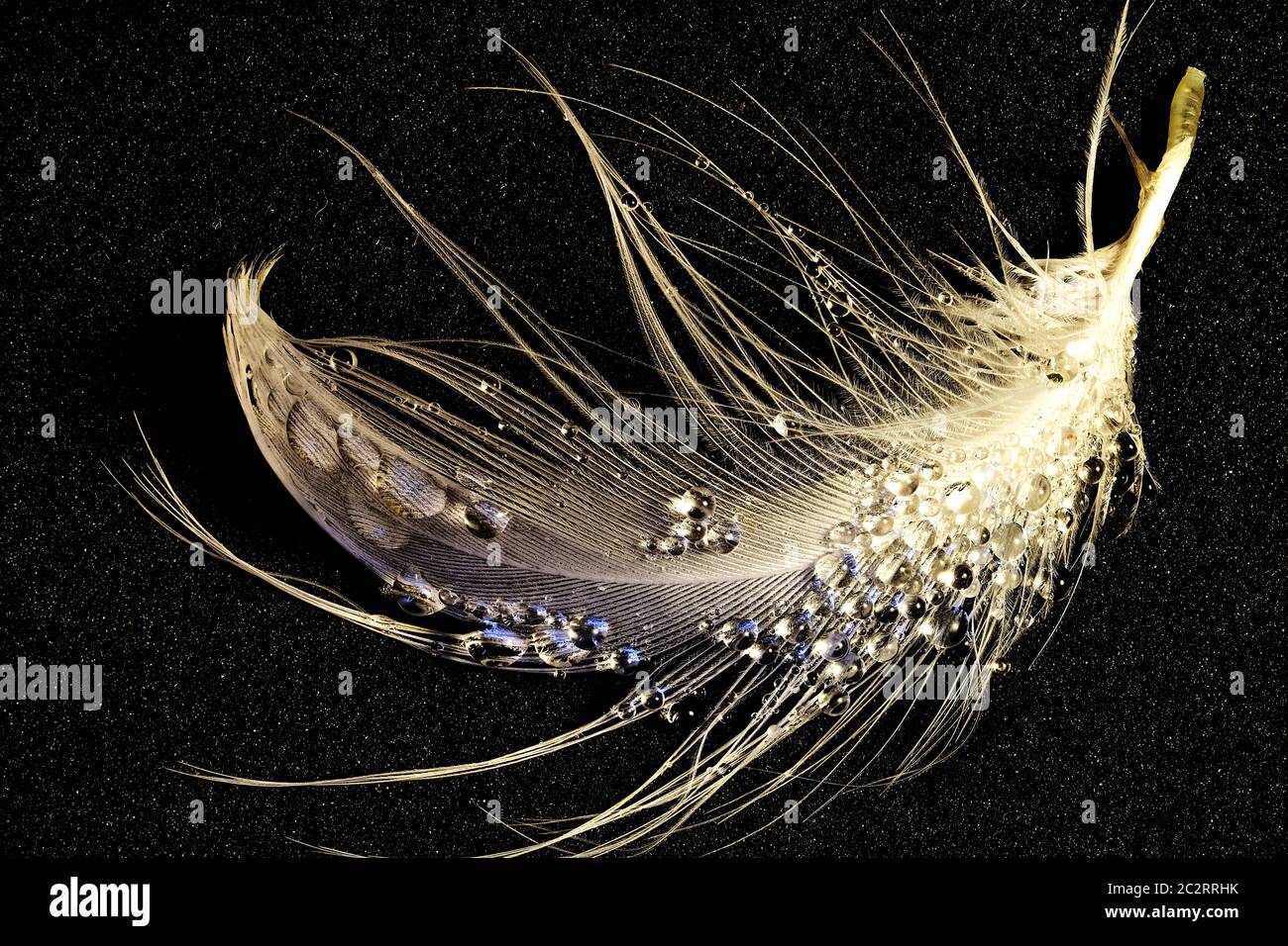 White curved birds feather soaked in early morning dew against black ...