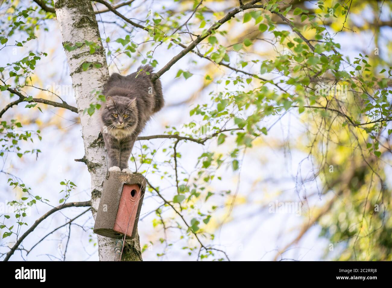 Blue tabby white maine coon cat climbing tree trying to reach bird ...
