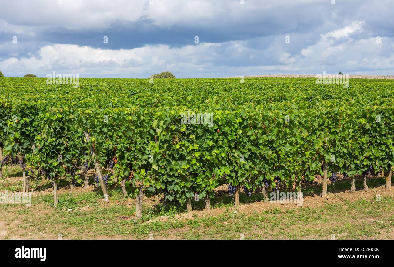 Bordeaux France Vineyard High Resolution Stock Photography and Images ...