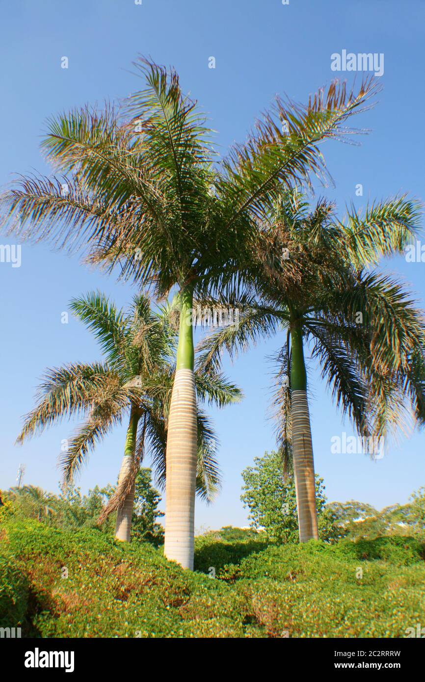 Palms family - Palm father, palm mother and palm child Stock Photo - Alamy