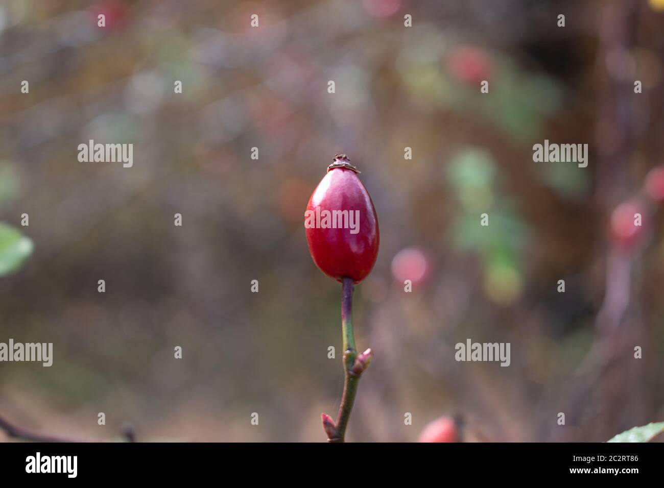 Red berry fruit design hi-res stock photography and images - Alamy