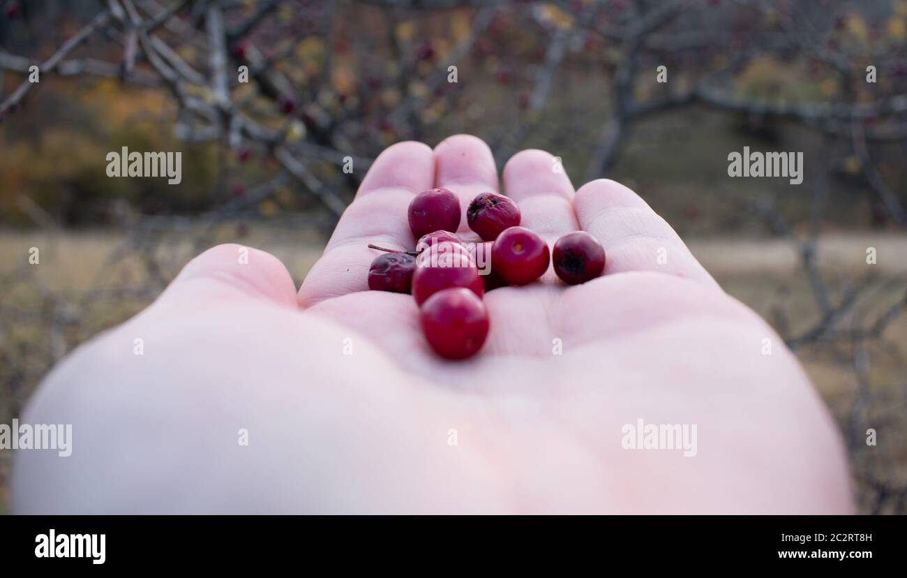 Red berry fruit design hi-res stock photography and images - Alamy
