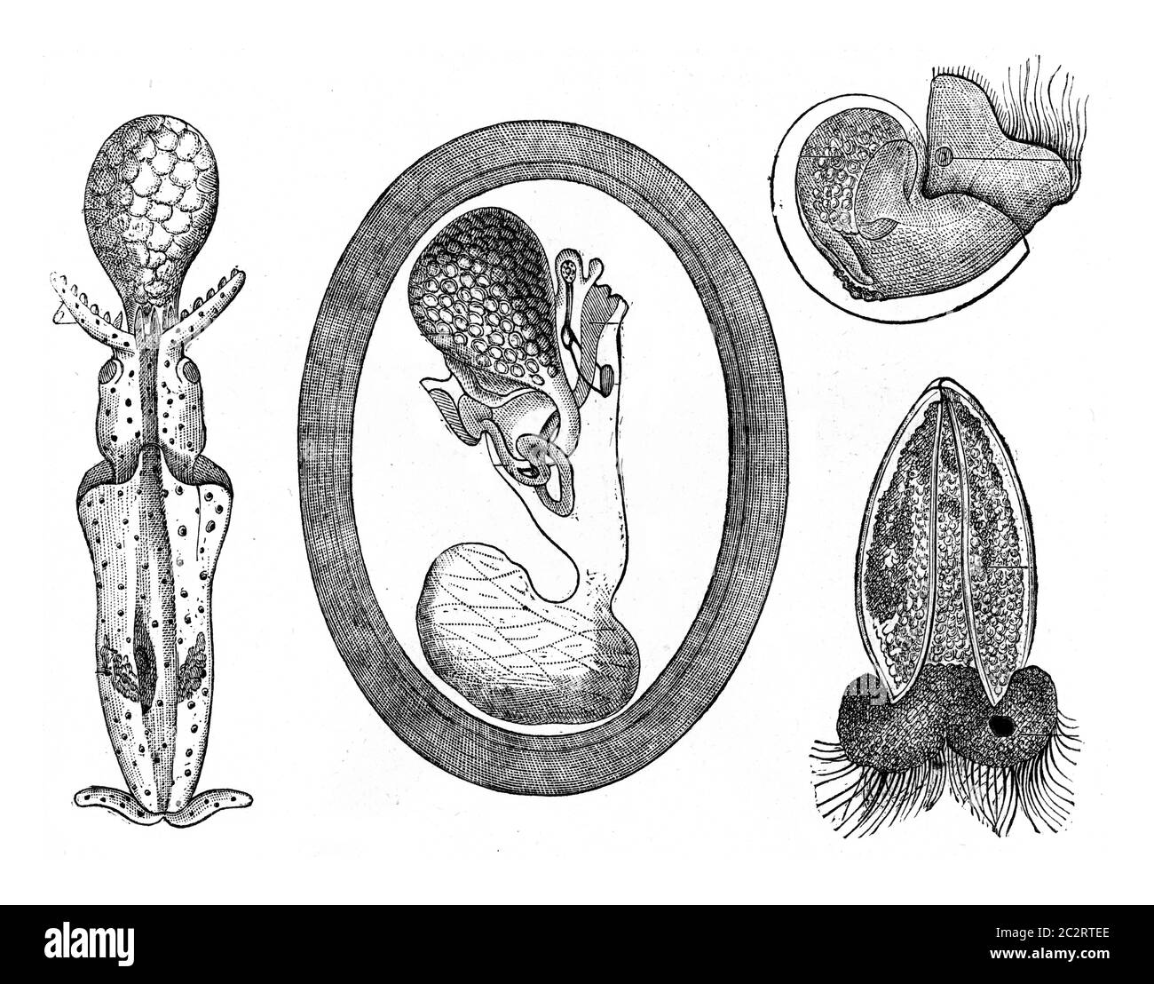 Development of Molluscs, vintage engraved illustration. From Zoology ...