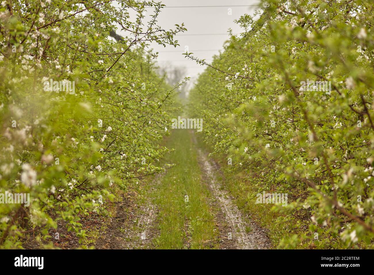 View of an apple orchard raw in an apple cultivation in northern Italy ...