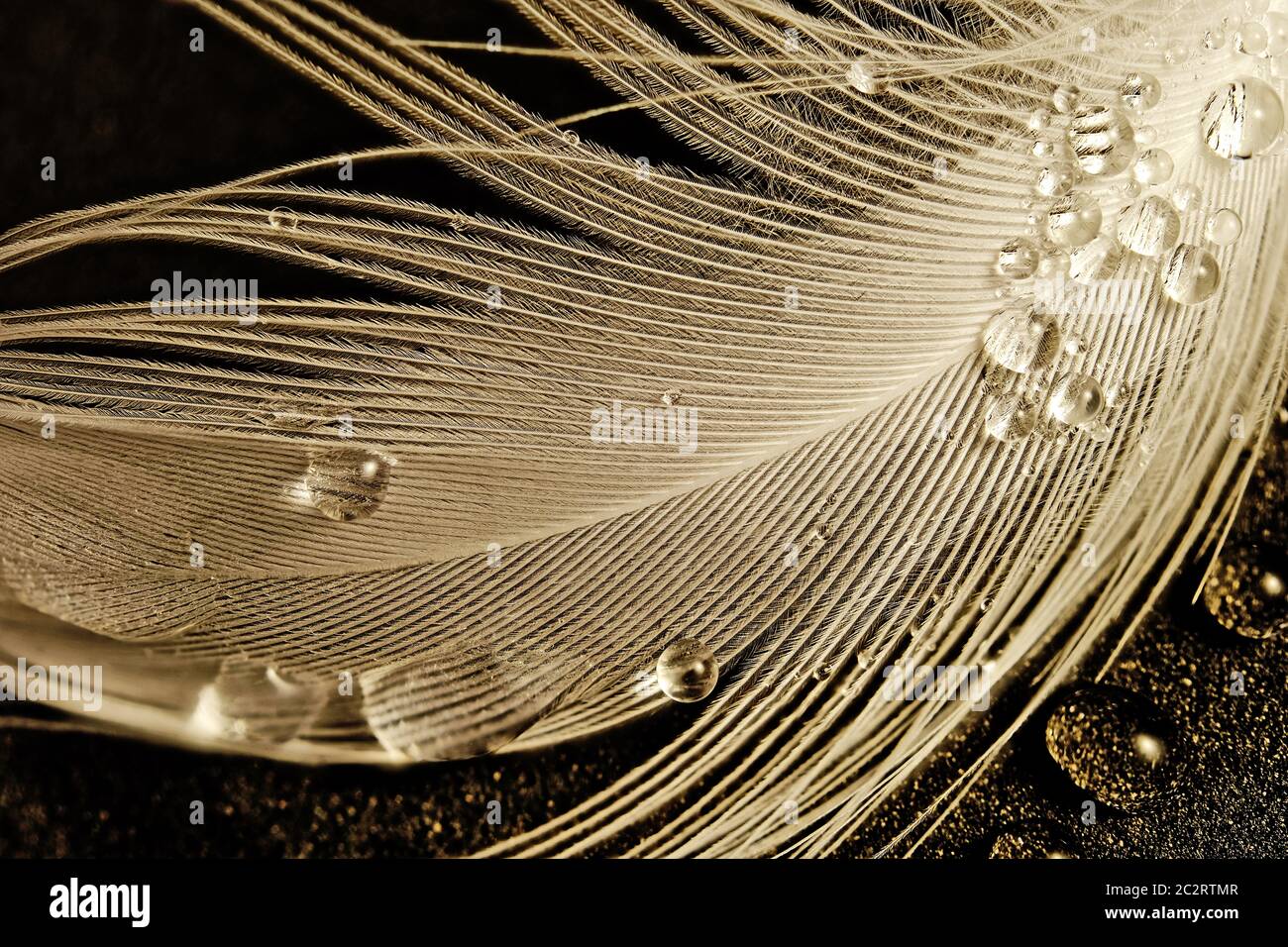 White curved birds feather detail soaked in early morning dew against ...