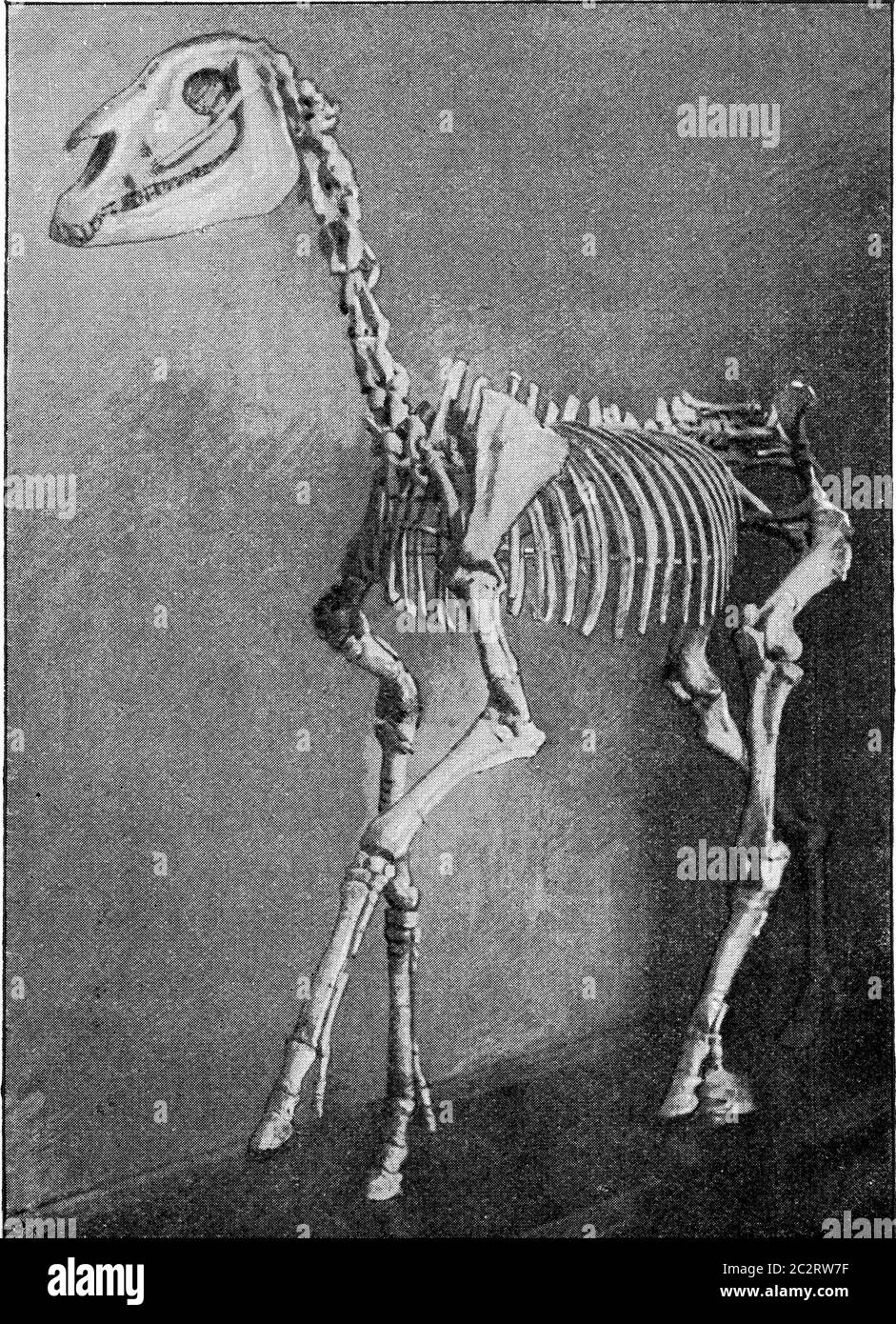 Skeleton of Hipparion, from the miocene of France, vintage engraved ...