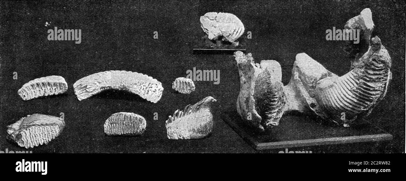 The evolution of the human race, vintage engraved illustration. From ...