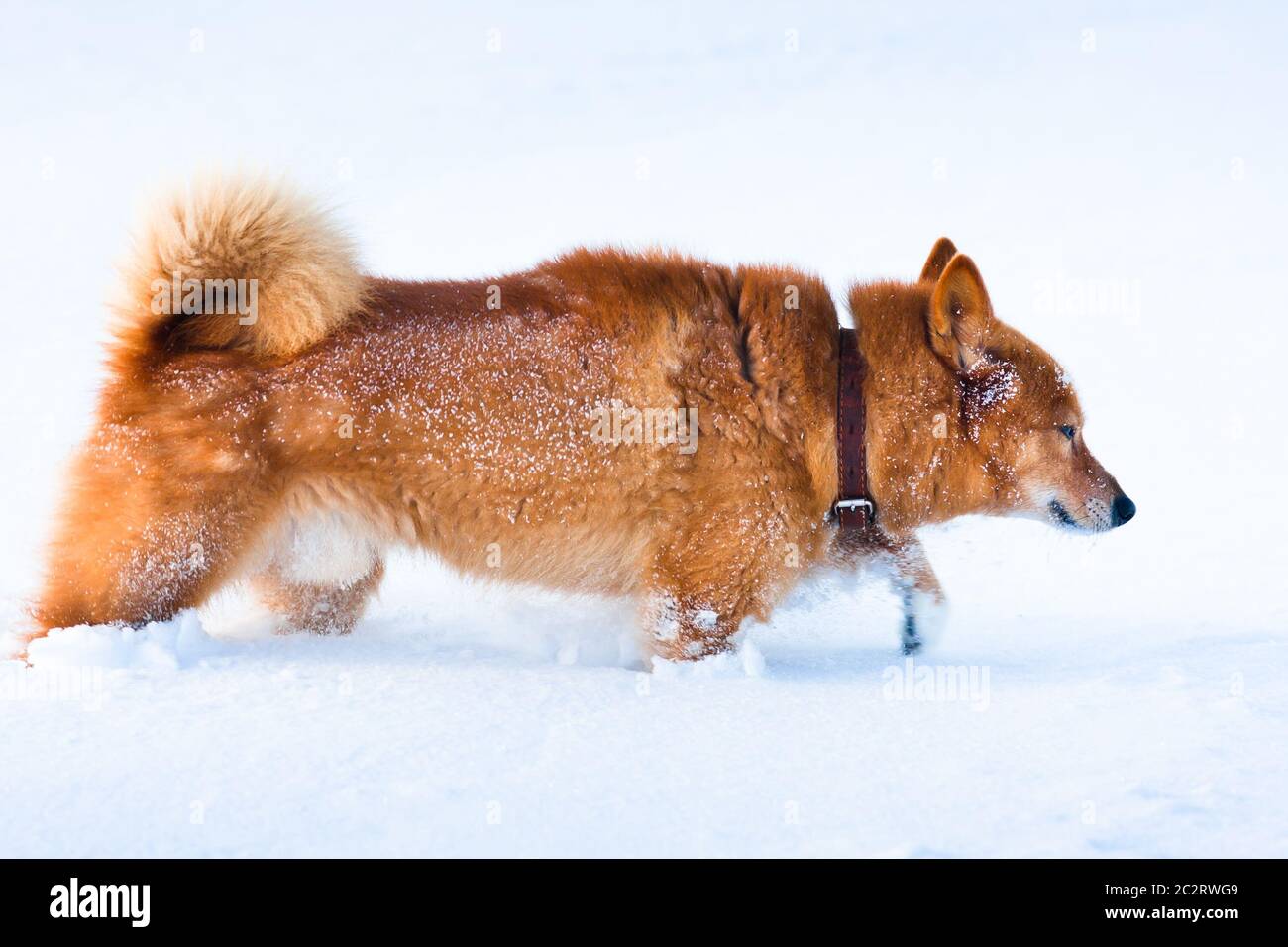 Finnish Spitz on winter hunting Stock Photo - Alamy