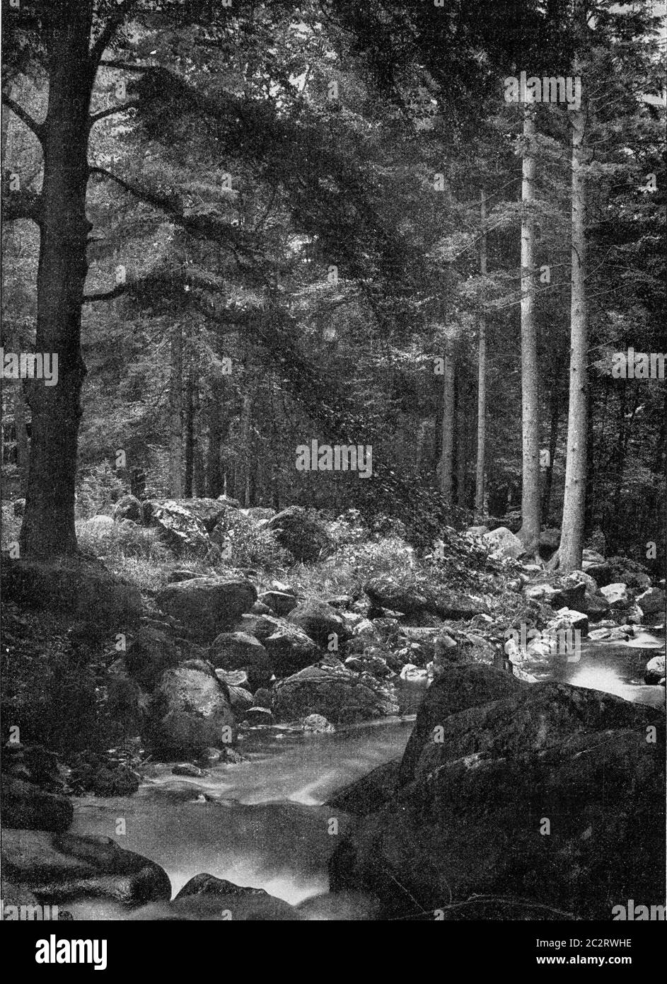 Forest corner in the Harz, vintage engraved illustration. From the ...