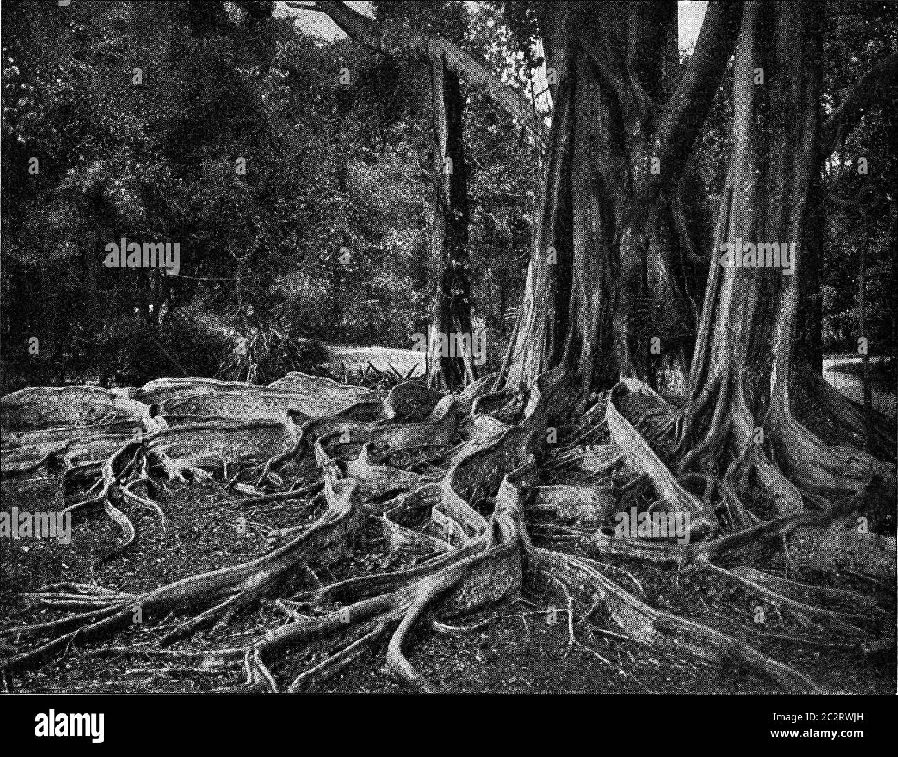 Visible roots of tropical trees, vintage engraved illustration. From ...