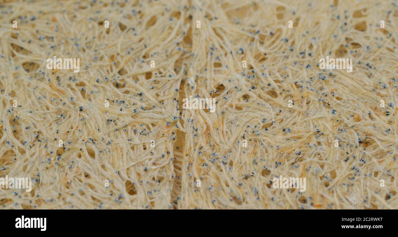 Japanese dry fish snack for beer, tatami iwashi Stock Photo - Alamy